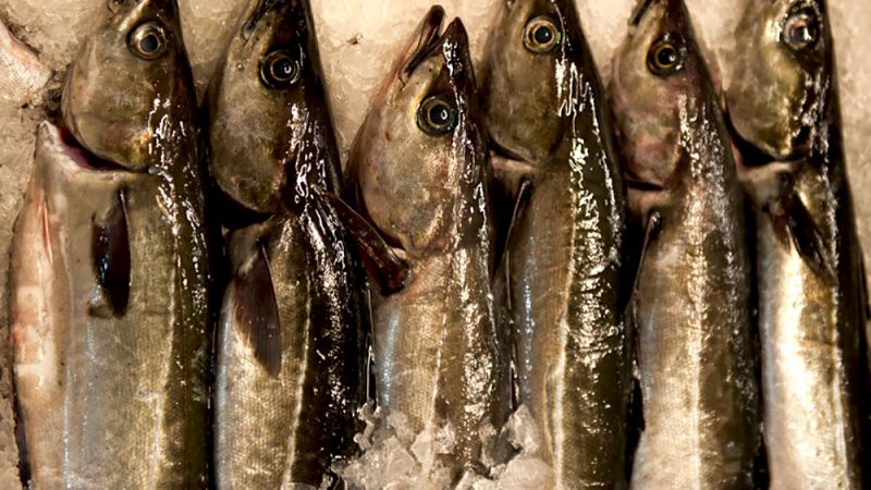 Coley Fillet with a Herb Crust - Walter Purkis and Sons