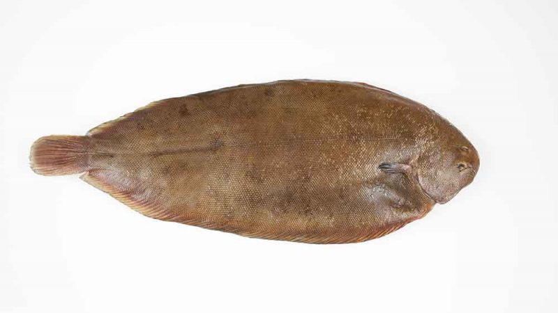 dover-sole-1k - Walter Purkis and Sons