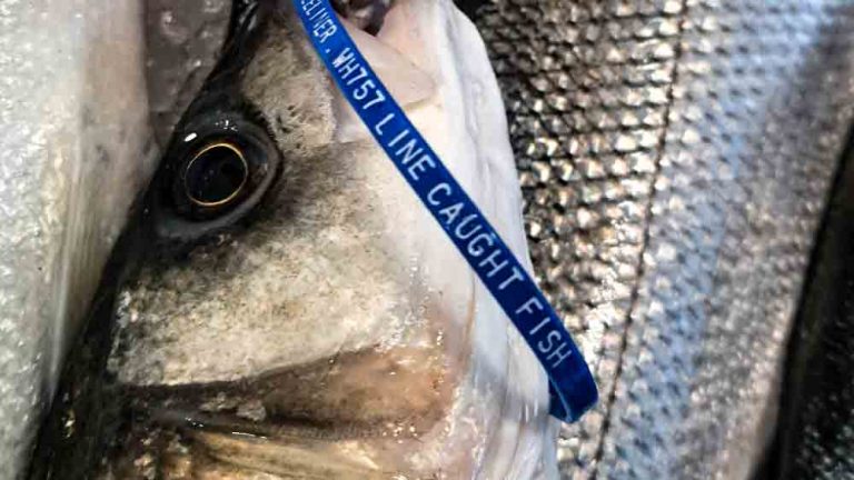 line-caught-sea-bass-1k - Walter Purkis and Sons