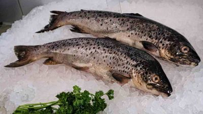 Wild Brown Trout From Lough Neagh 2026 - Walter Purkis and Sons