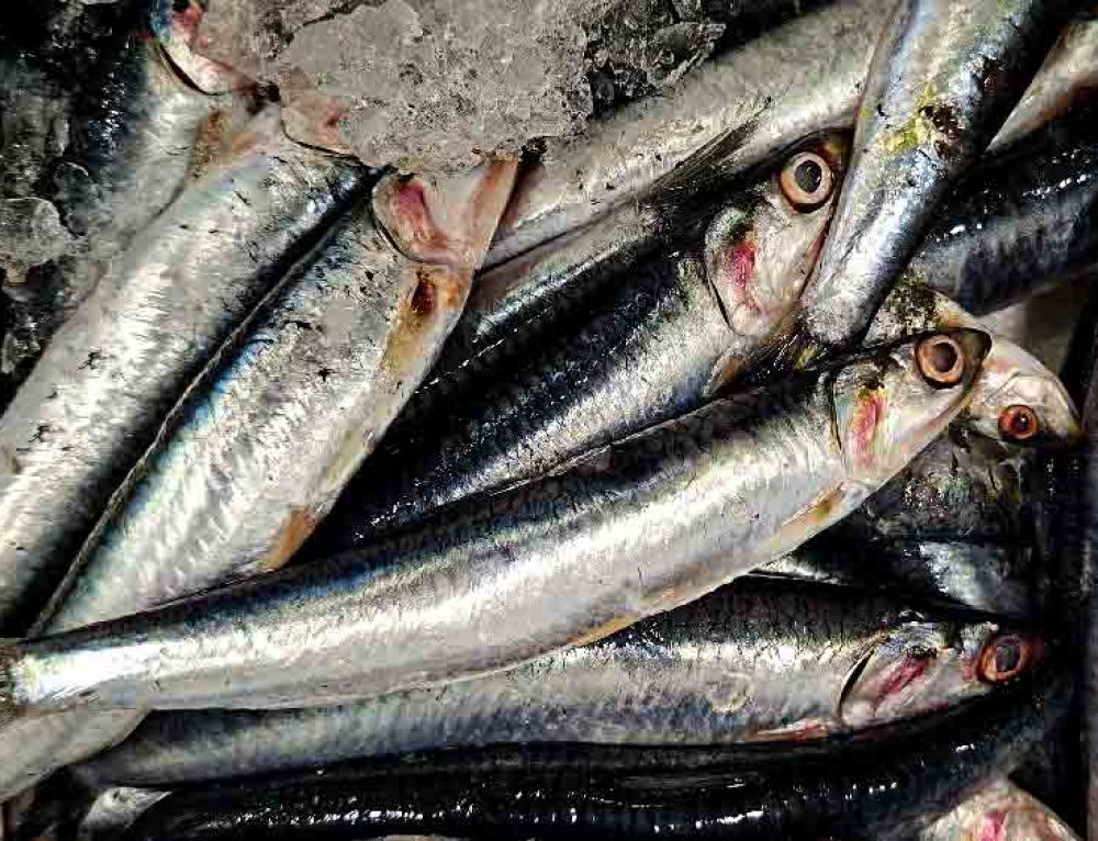 Gurnard Recipes - Walter Purkis and Sons