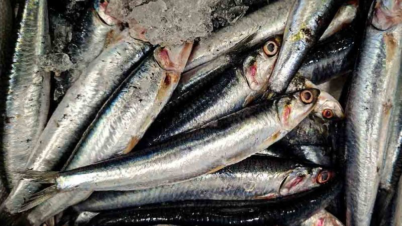 Fresh Anchovies - Walter Purkis and Sons